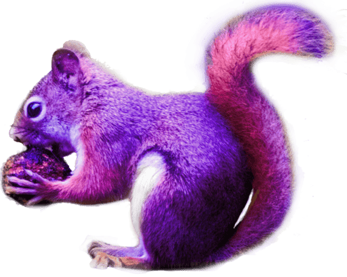 Purple squirrel population explodes